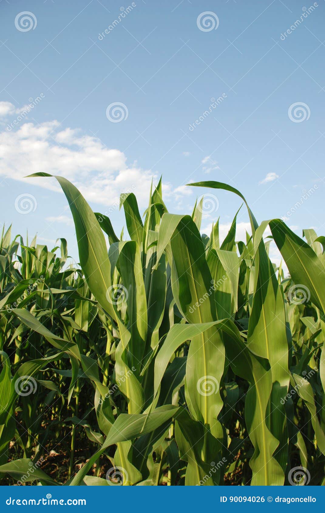 Partes superiores do milho foto de stock. Imagem de milho - 90094026