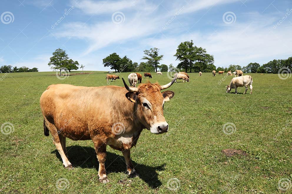 Parthenais Beef Cow in Pasture Stock Image - Image of livestock ...