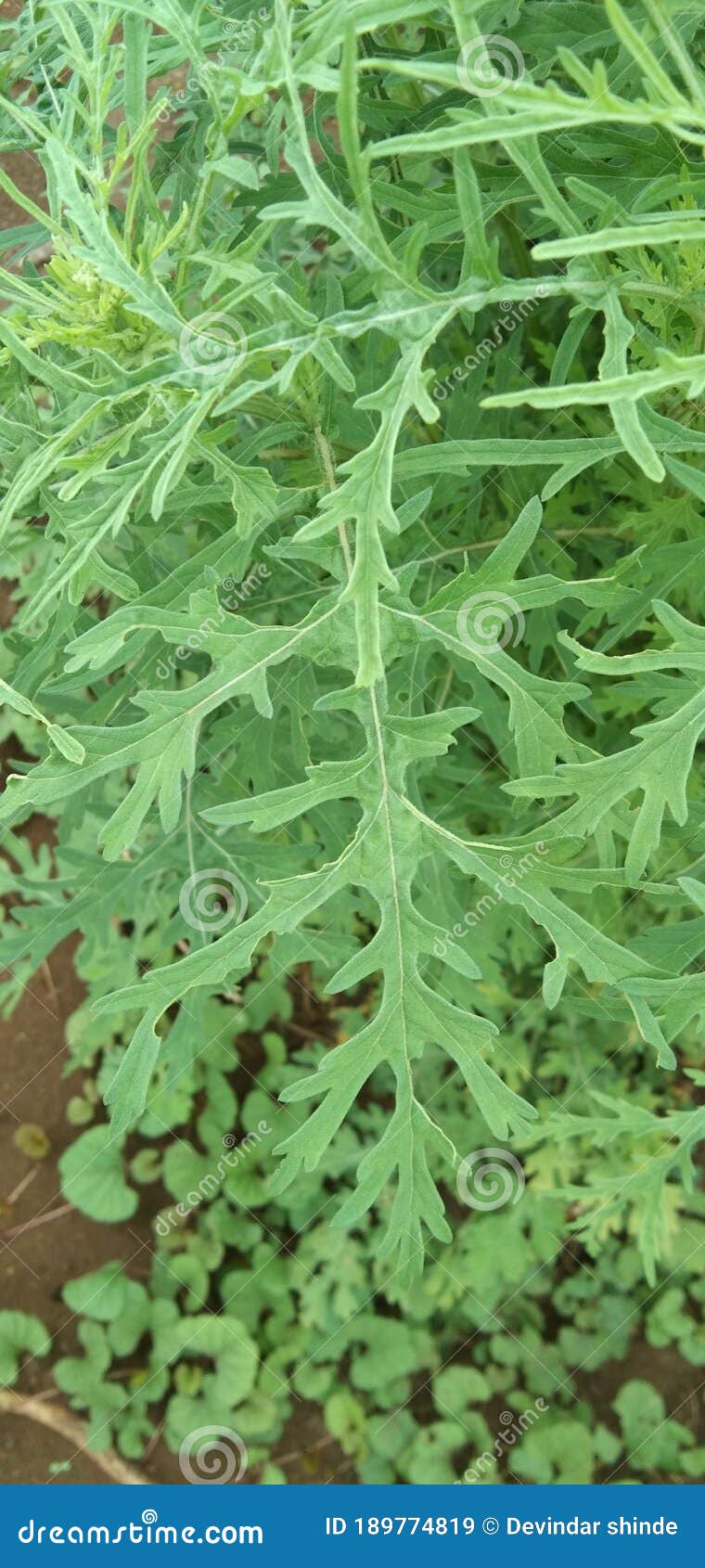Parthenium Hysterophorus Green Leaf Stock Image - Image of parthenium ...