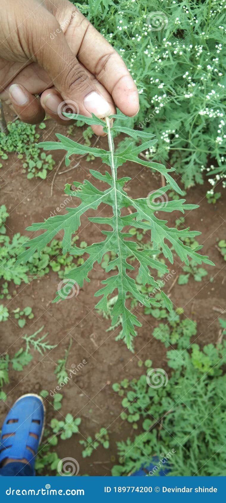 Parthenium Hysterophorus Is A Species Of Flowering Plant In The Aster ...