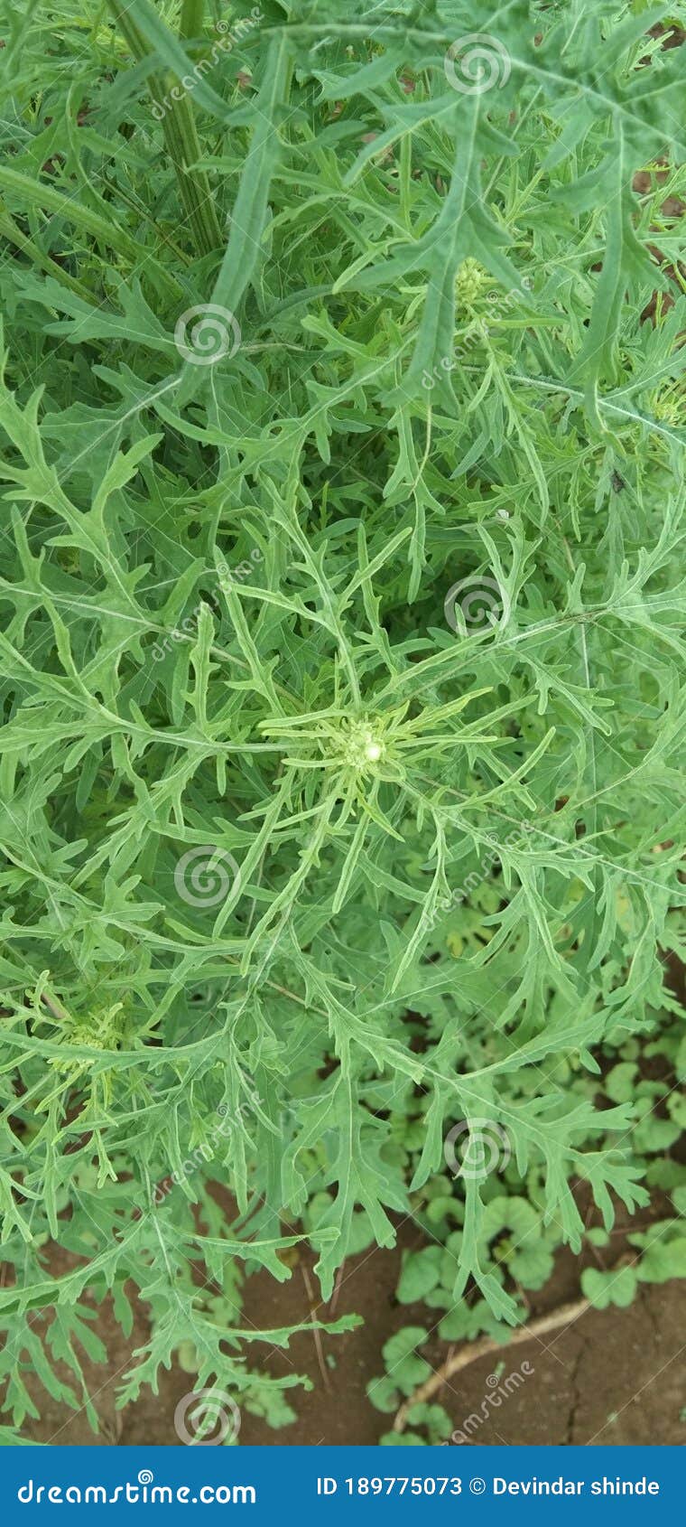 Parthenium Hysterophorus Use Full Plant Stock Image - Image of plant ...