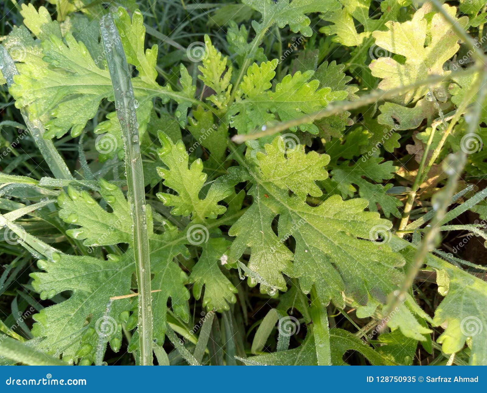 Parthenium Hysterophorus & X28; Parthenium Weed& X29; Imagem de Stock ...