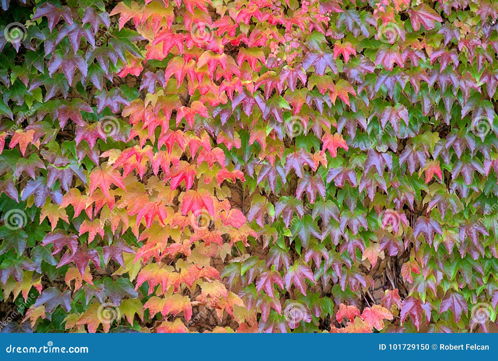 Parthenocissus Tricuspidata, Foliage Stock Photo - Image of green ...