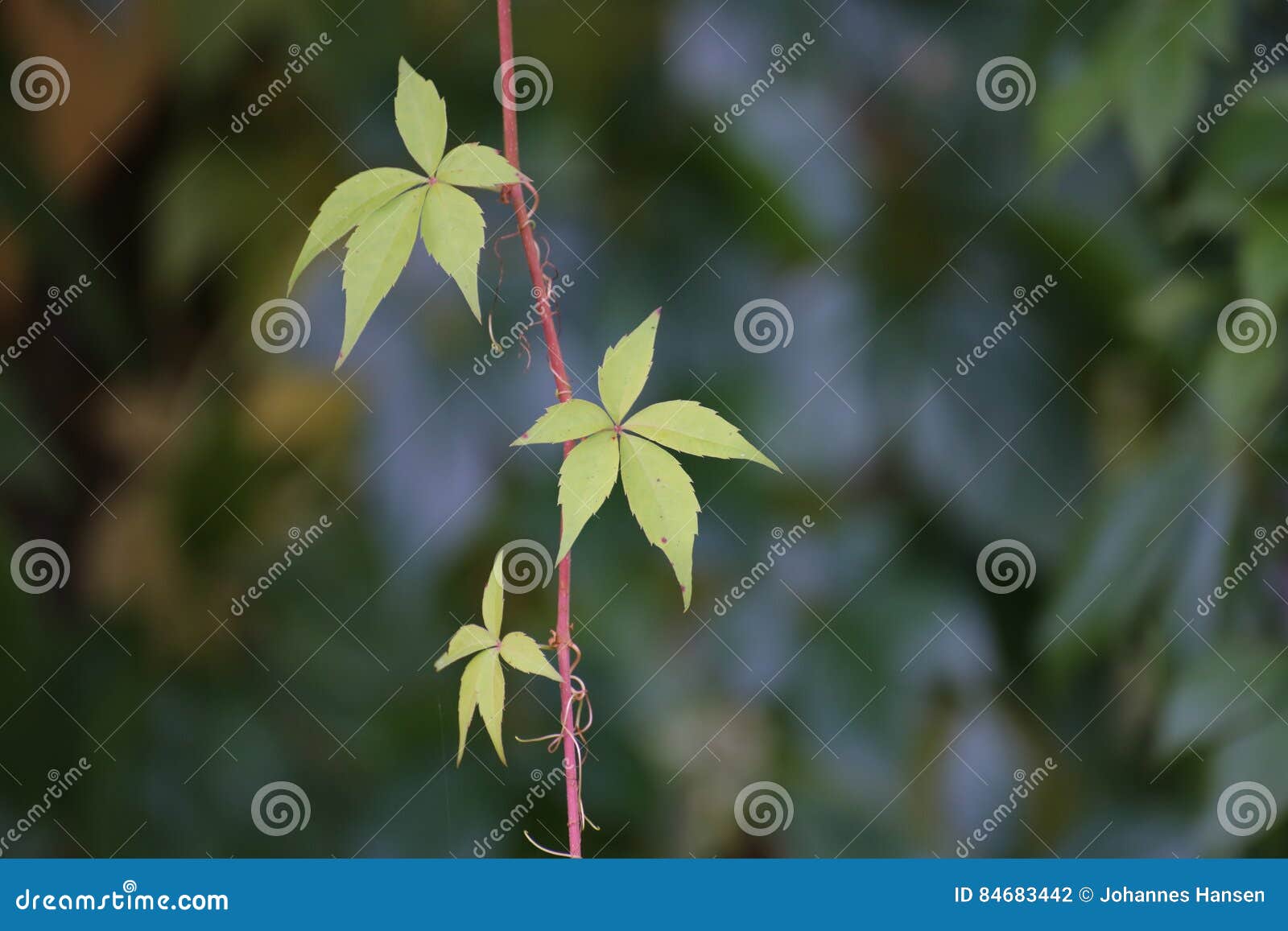 Parthenocissus Vitacea, Also Known As Thicket Creeper Stock Photo ...