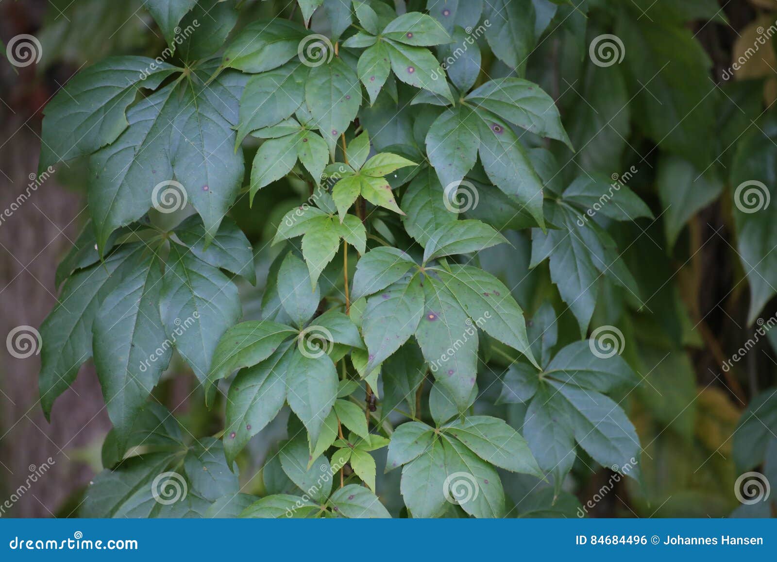 Parthenocissus Vitacea, Also Known As Thicket Creeper Stock Photo ...