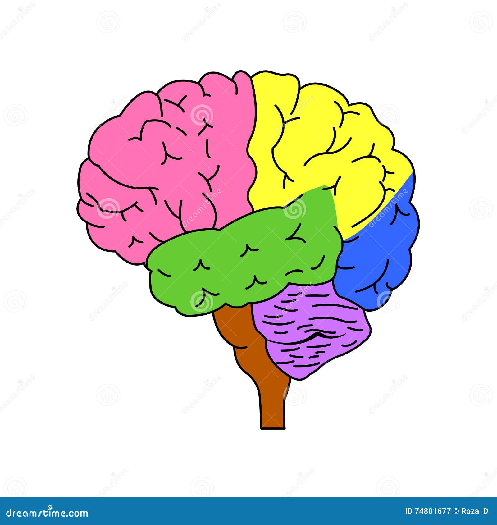 Parti del cervello illustrazione vettoriale. Illustrazione di schema ...