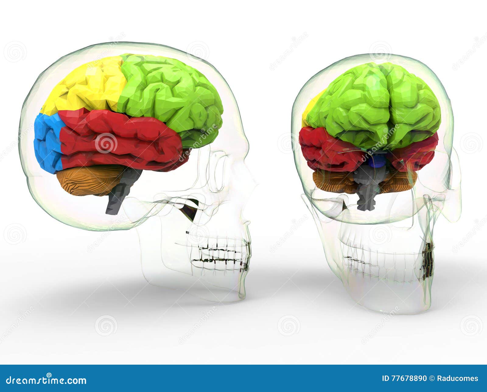 Parti Del Cervello Evidenziate Illustrazione di Stock - Illustrazione ...