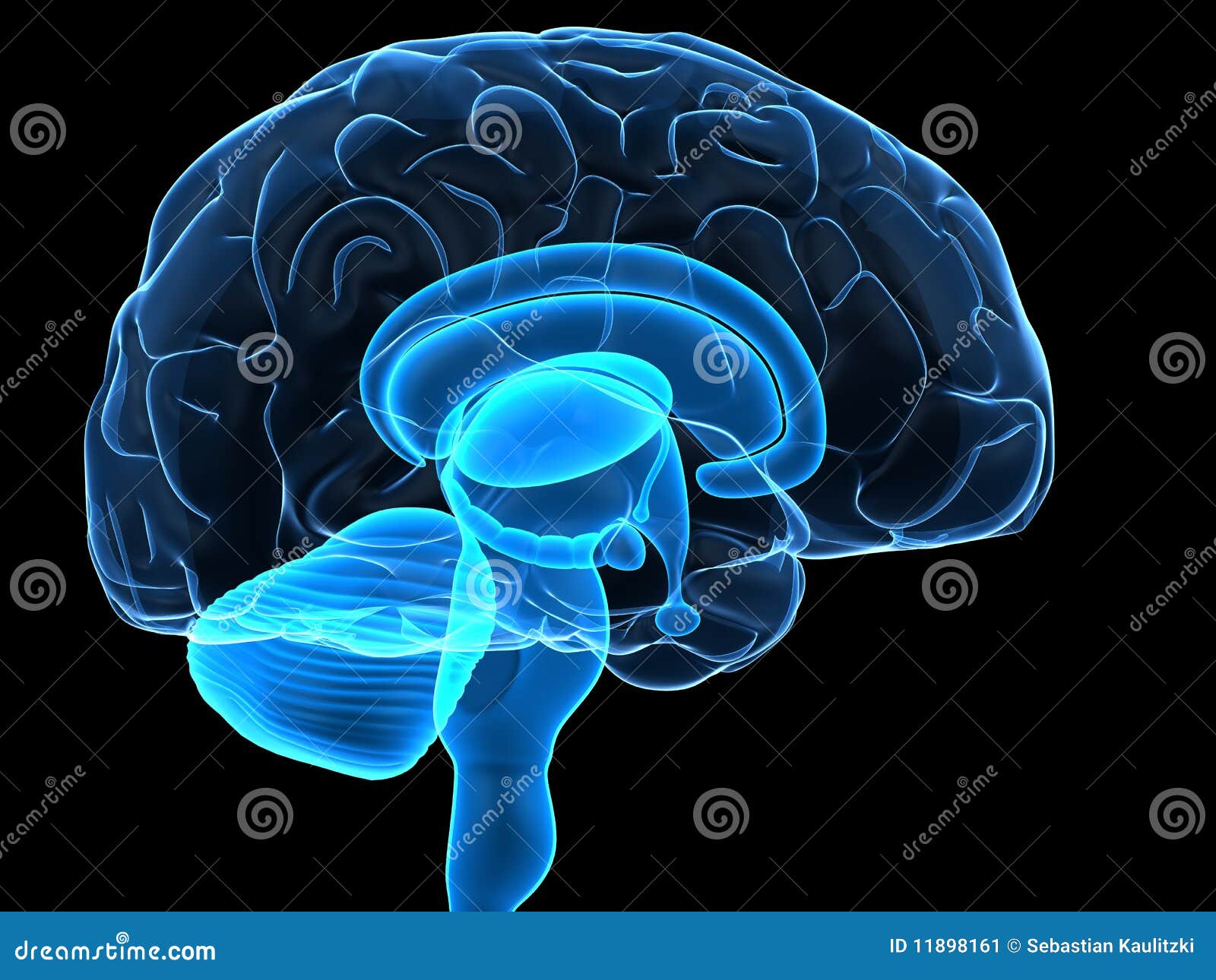 Parti del cervello umano illustrazione di stock. Illustrazione di ...