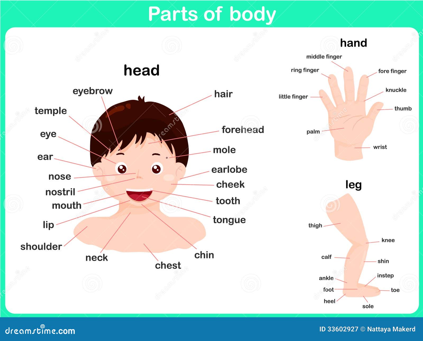 Parti del corpo illustrazione vettoriale. Illustrazione di orecchio ...