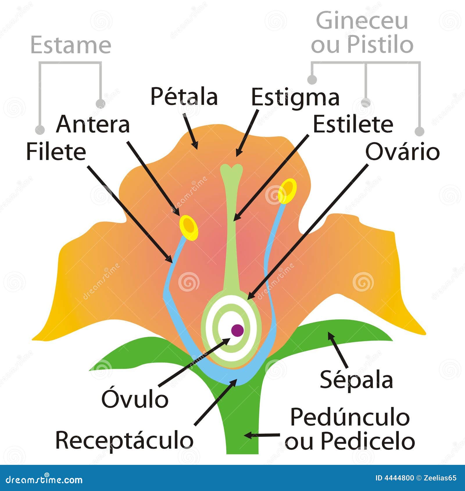 Parti del fiore illustrazione vettoriale. Illustrazione di uovo - 4444800