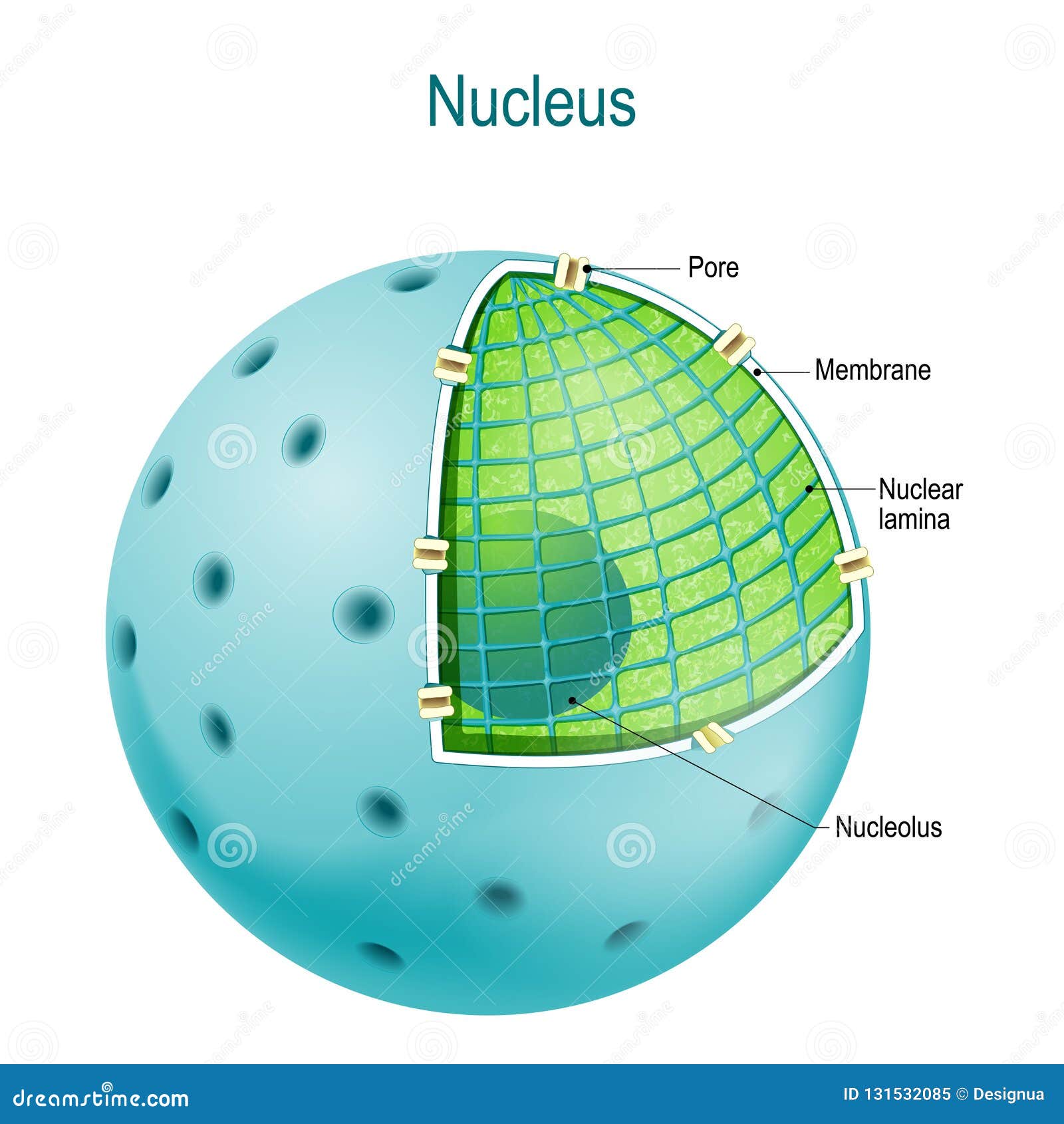 Disegno Del Nucleo