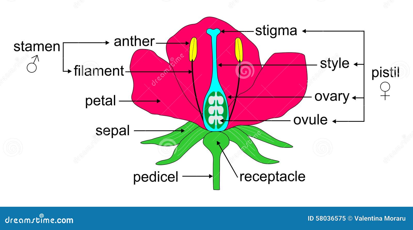 Parti di un fiore illustrazione vettoriale. Illustrazione di parte ...