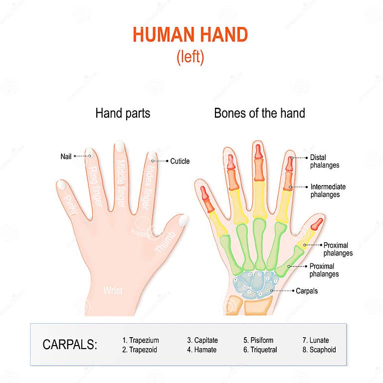 Parti Ed Ossa Umane Della Mano Illustrazione Vettoriale - Illustrazione ...