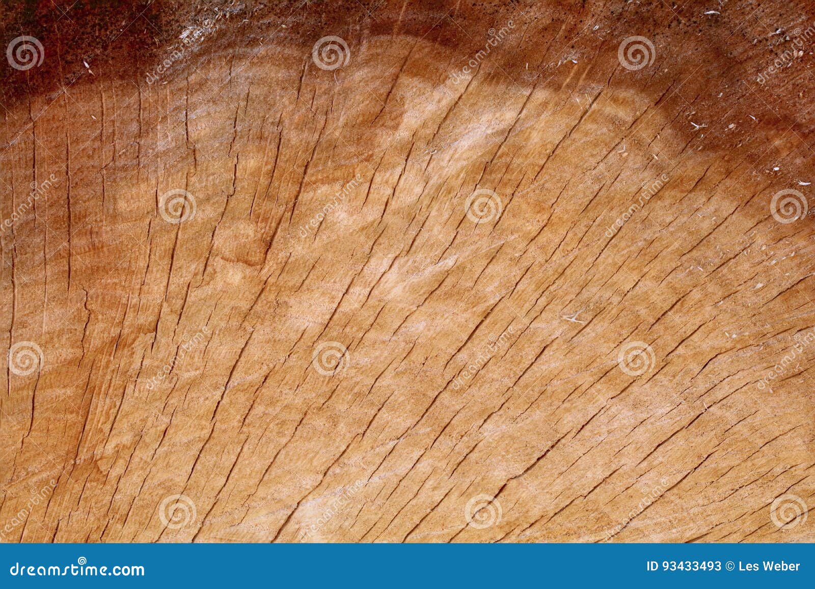 Partial Cross Section of Old Oak Log Stock Image - Image of shape ...