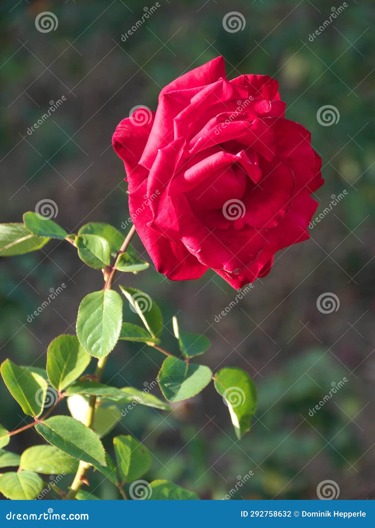 Partial Image of a Red Flowering Rose Stock Photo - Image of leaves ...