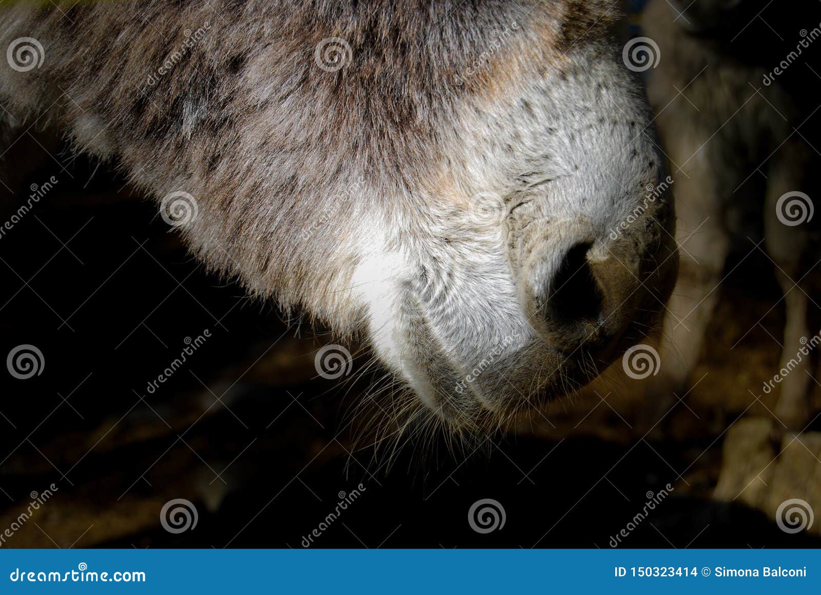 Partial Muzzle of a Isolated Donkey Stock Photo - Image of isolated ...