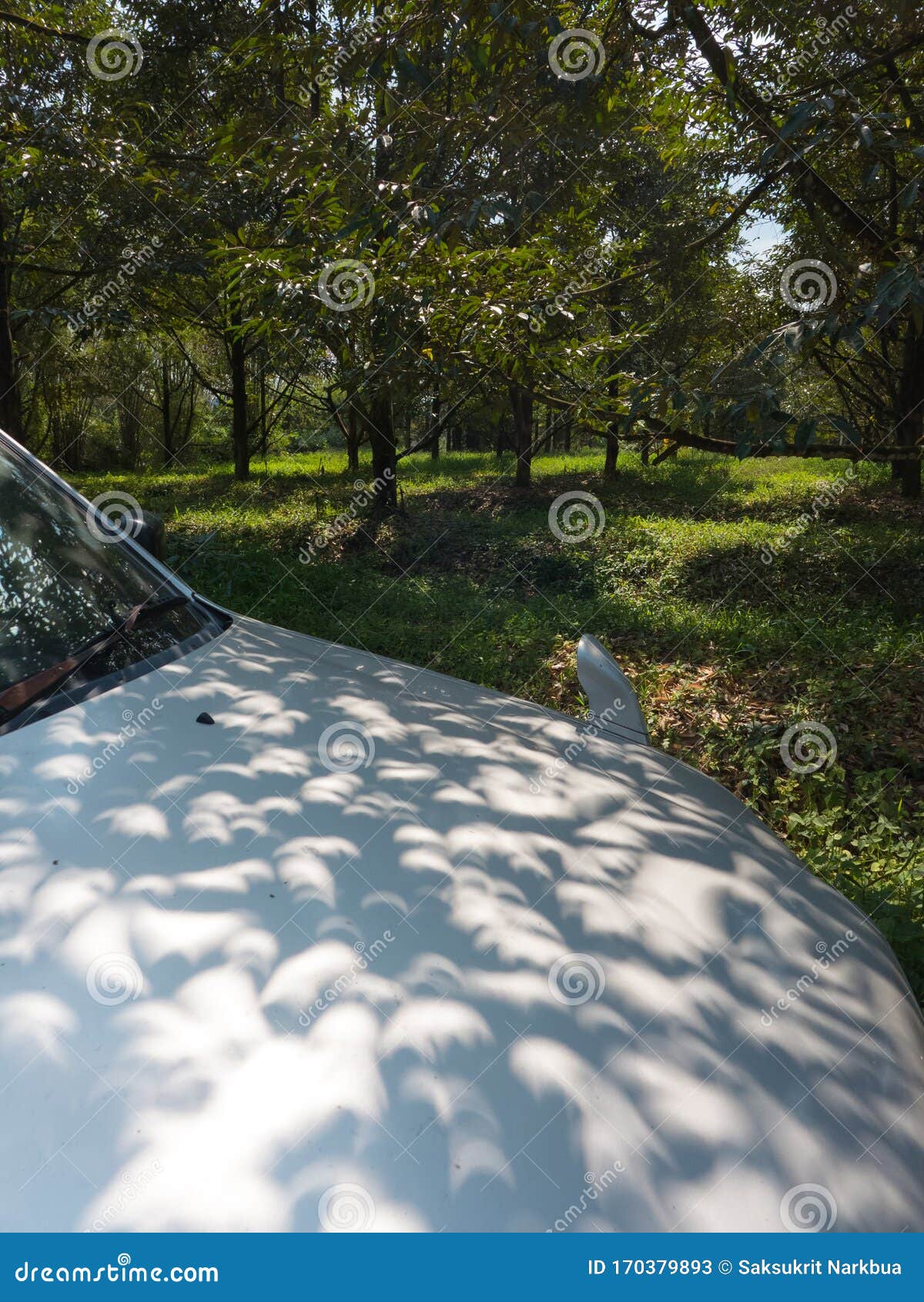 Shadow of Partial Solar Eclipse in Durian Orchard Stock Image - Image ...