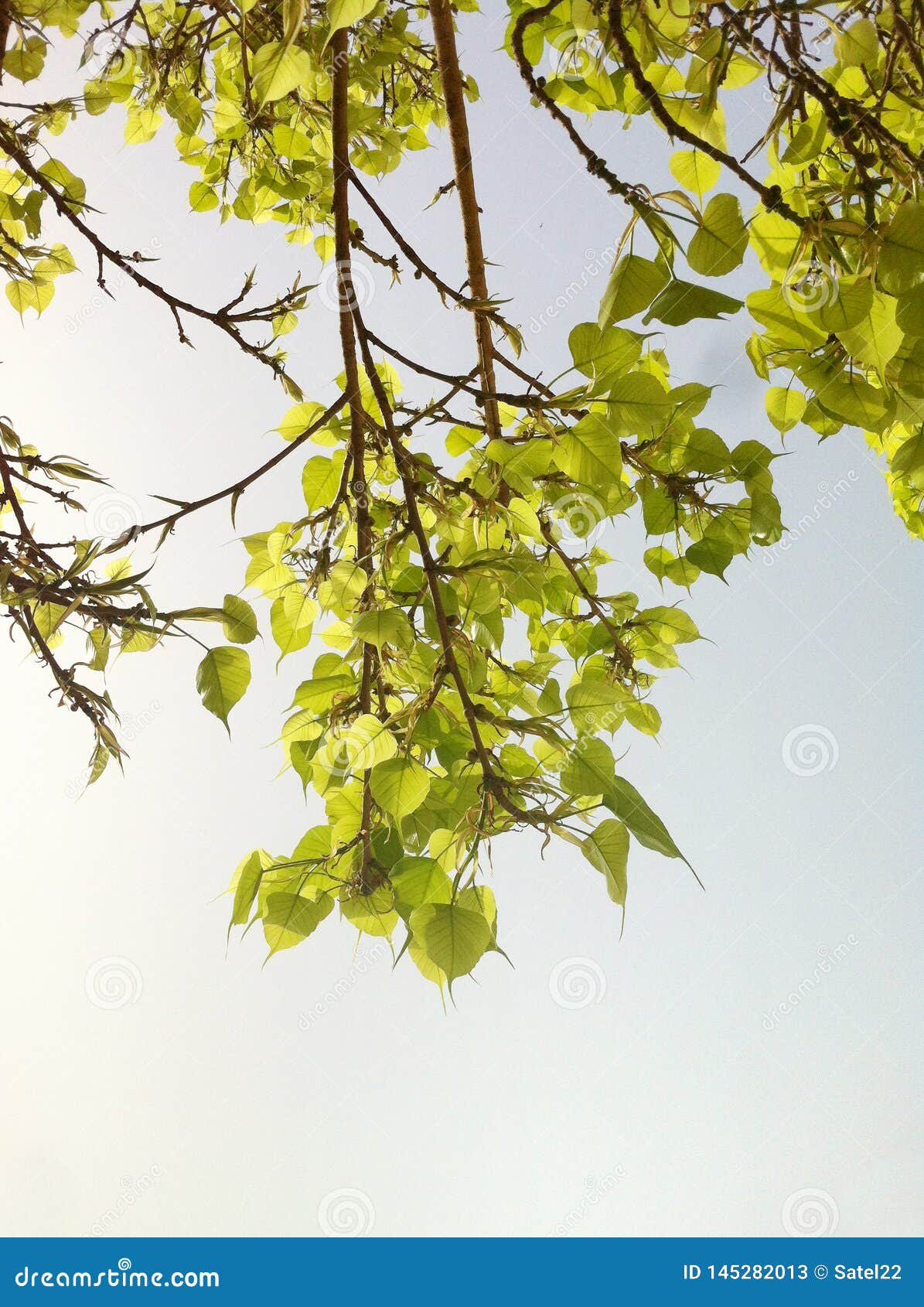 Freshly Grown, Tender Leaves on the Tree Branch. Stock Image - Image of ...