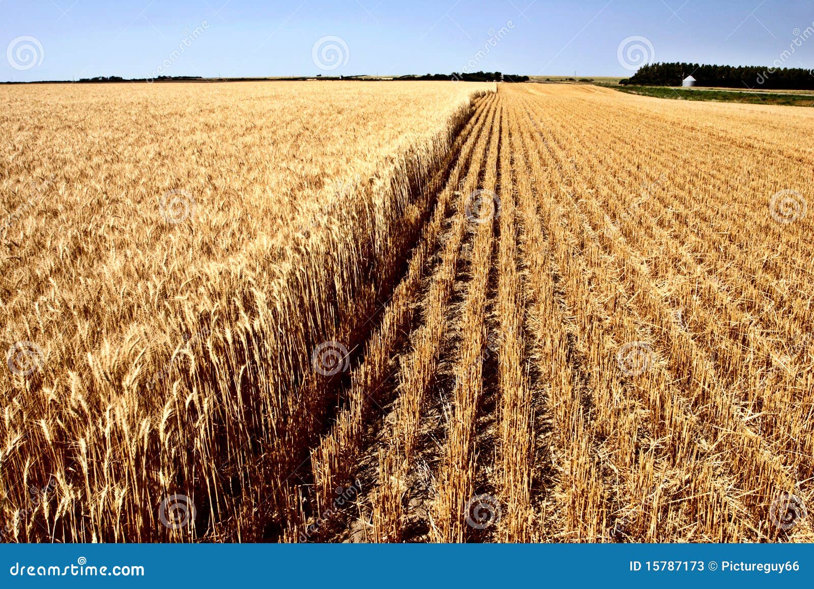 Partially Combined Wheat Crop Stock Image - Image of stubble, color ...