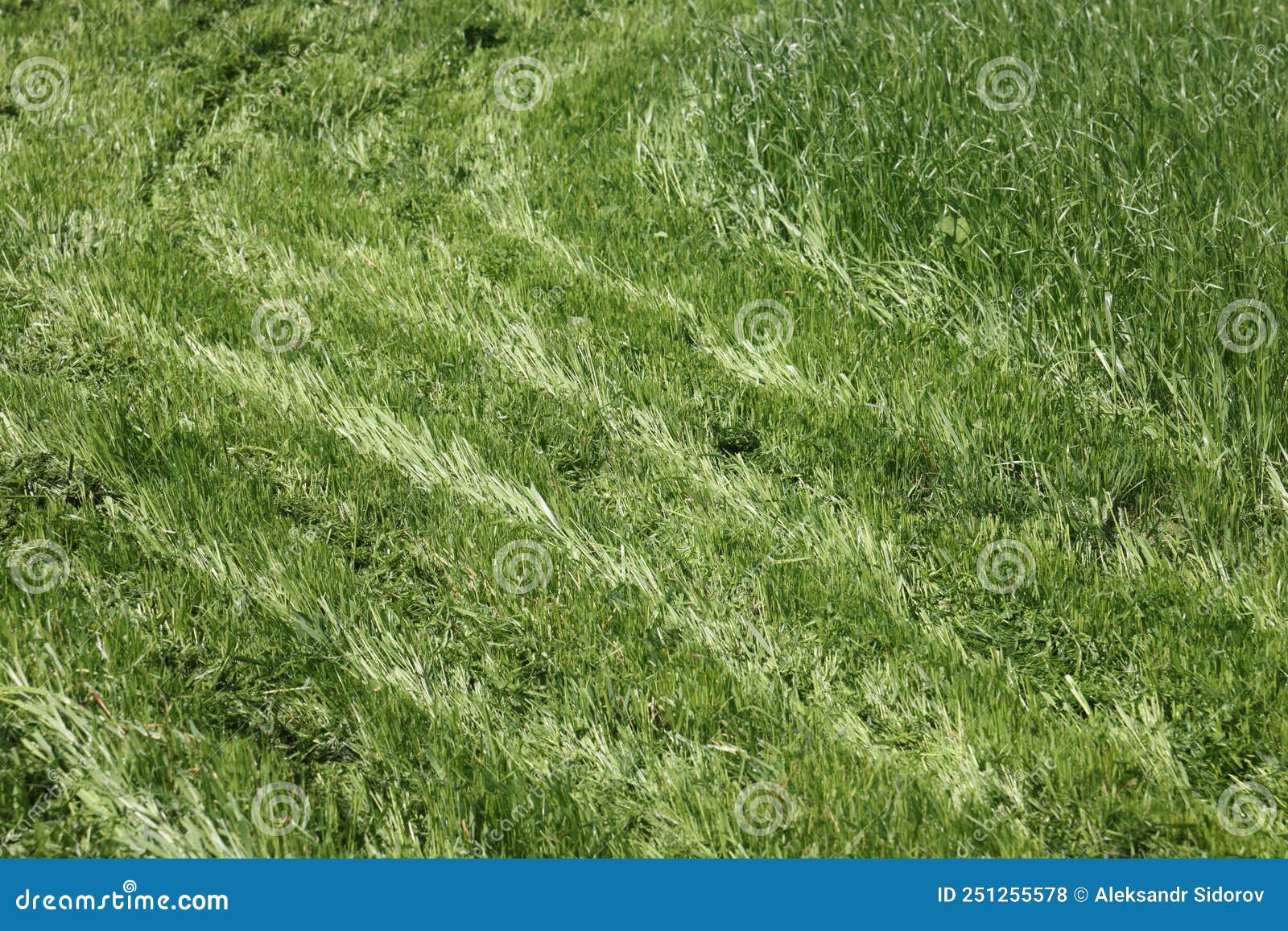 Partially Cut Grass Lawn. Part of Lawn Has Been Cut and Other Part Was ...