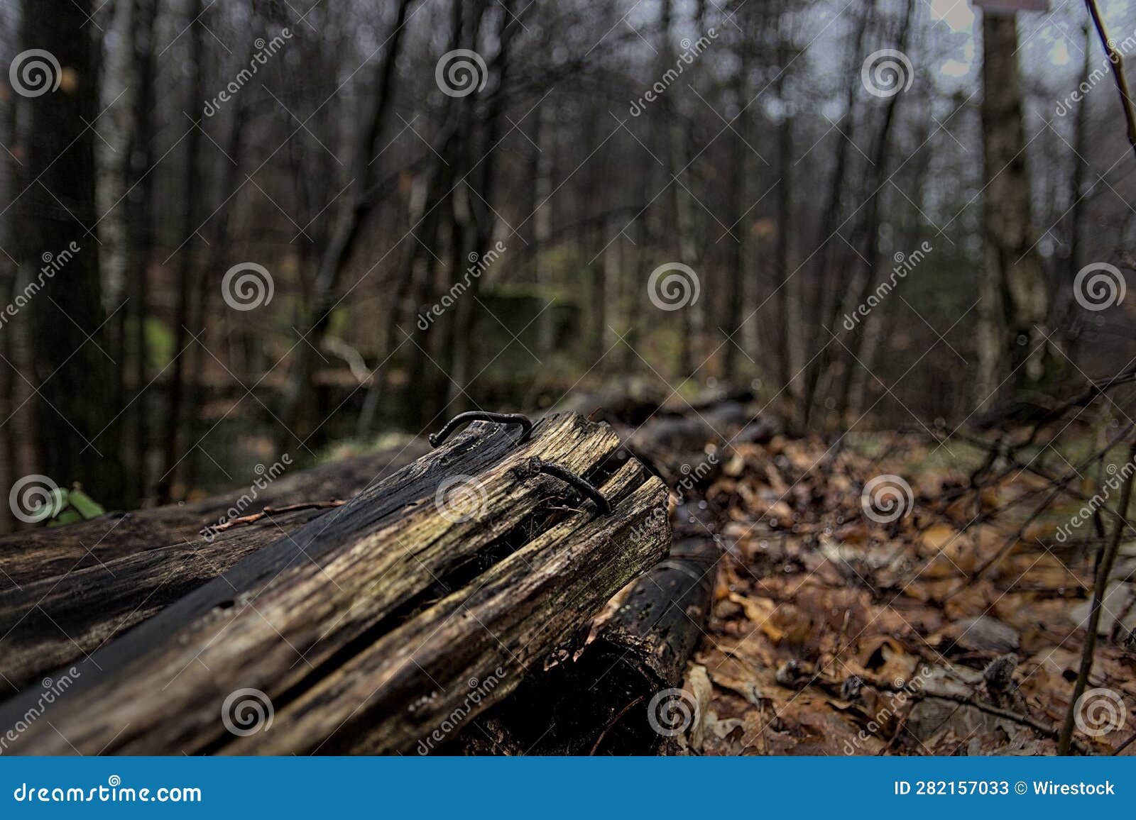 A Log in the Woods is Missing Part of the Wood Stock Image - Image of ...