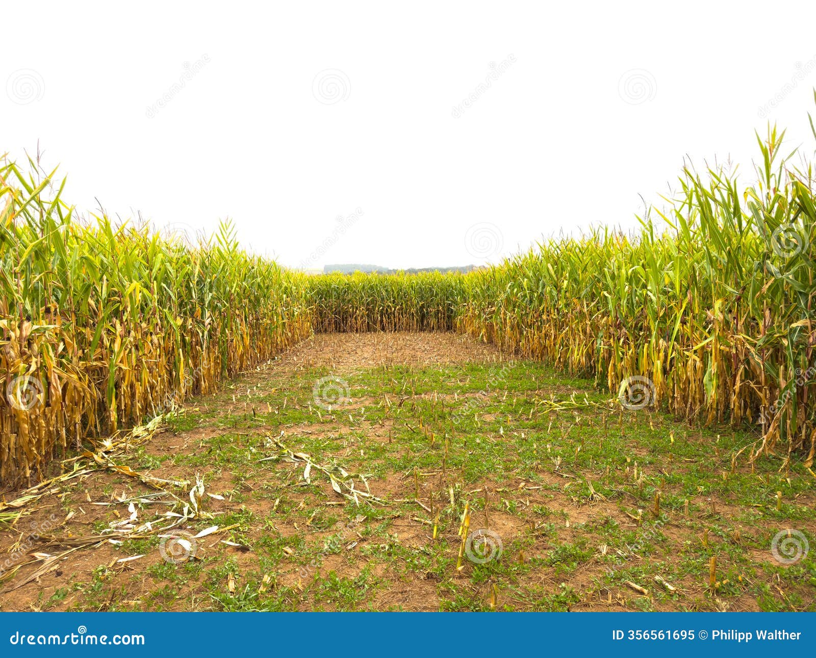Partially Harvested Cornfield with Central Path Stock Image - Image of ...