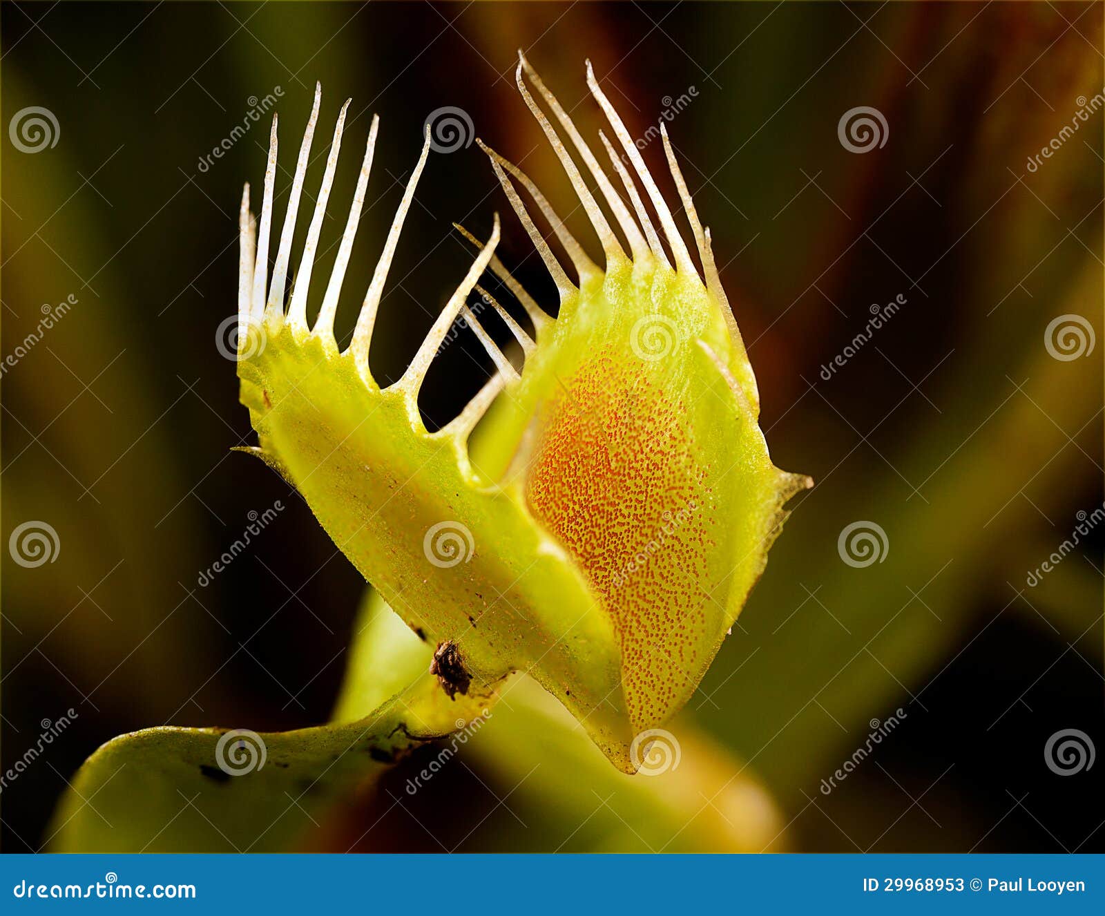 Venus Flytrap Eats Mouse
