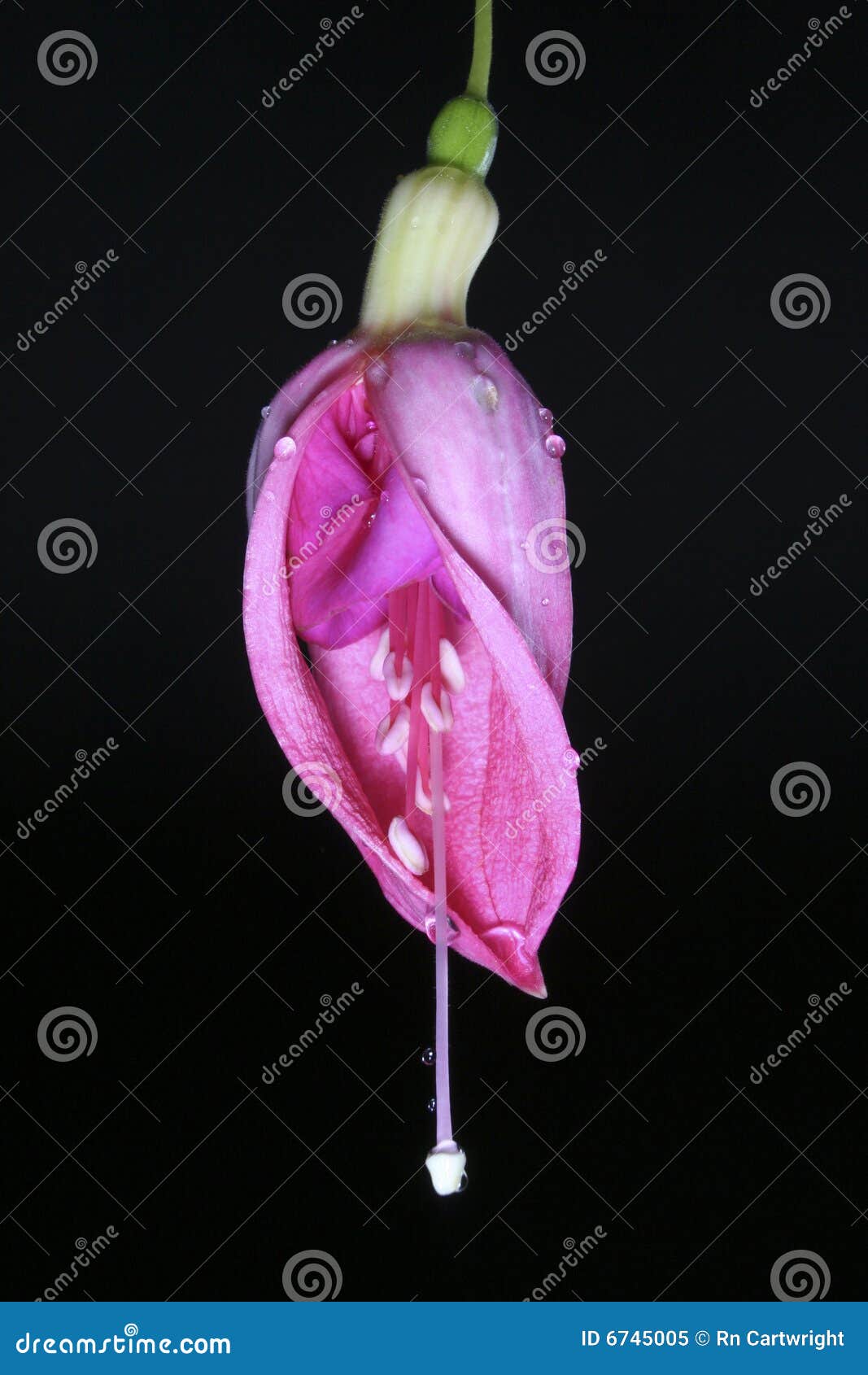 Partially Opened Fuchsia stock image. Image of fuchsia - 6745005