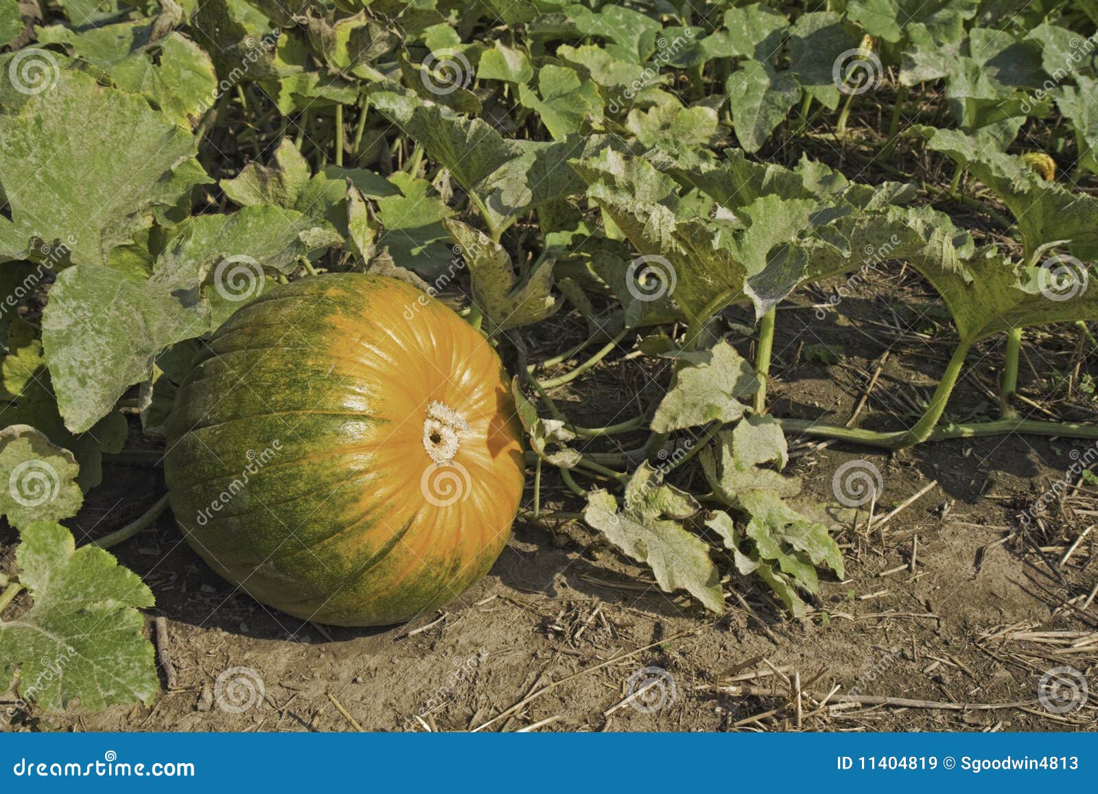Partially Ripe Pumpkin in a Patch Stock Image - Image of harvesting ...