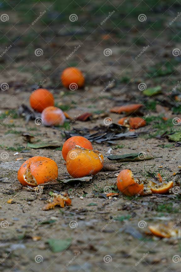 Partially Rotten and Squashed Oranges on the Ground Stock Photo - Image ...