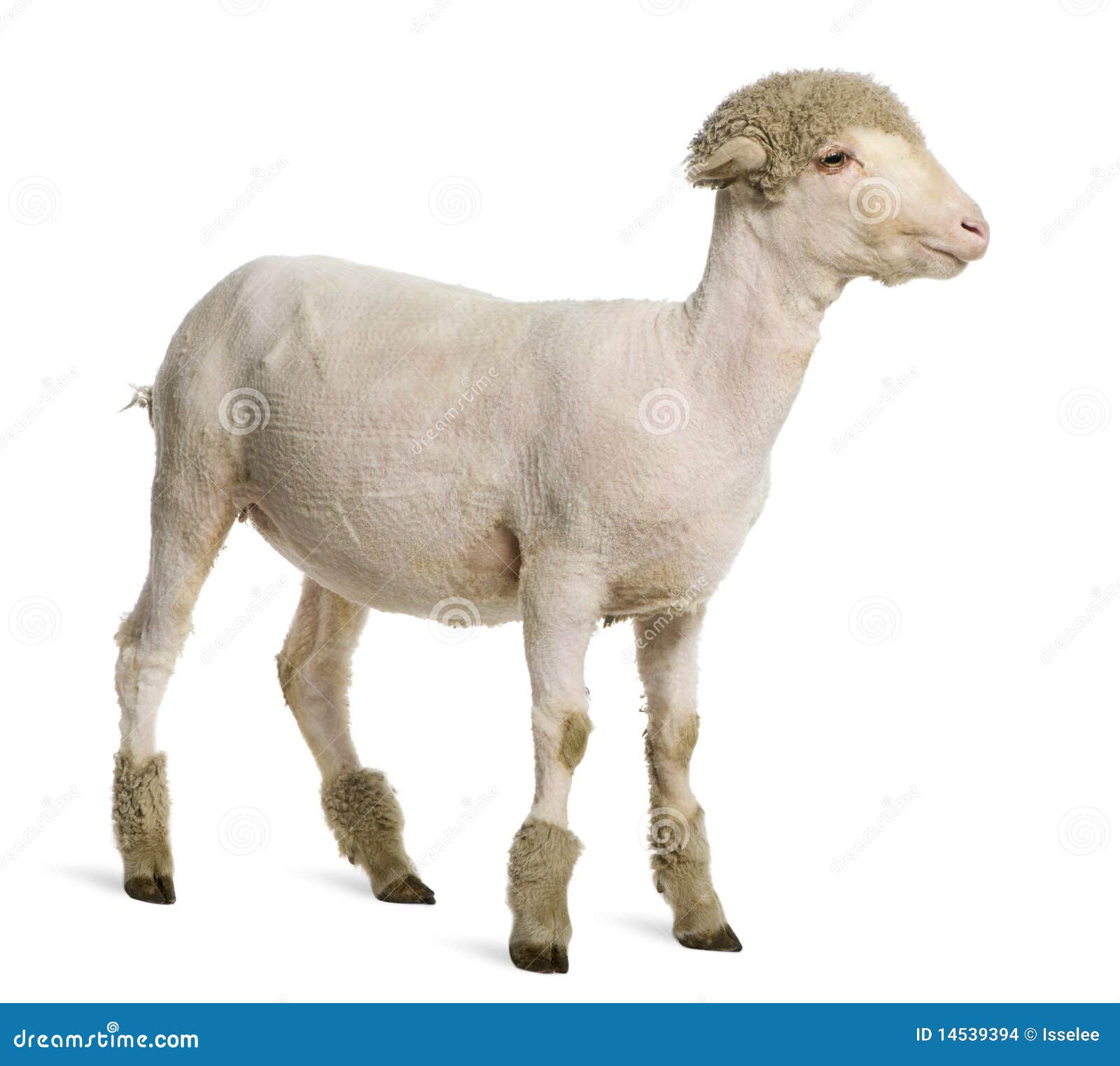 Partially Shaved Merino Lamb, 4 Months Old Stock Photo - Image of ...