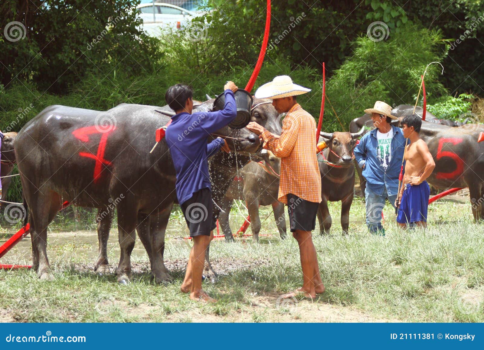 Participant at the Annual Buf Editorial Photo - Image of fast, rider ...
