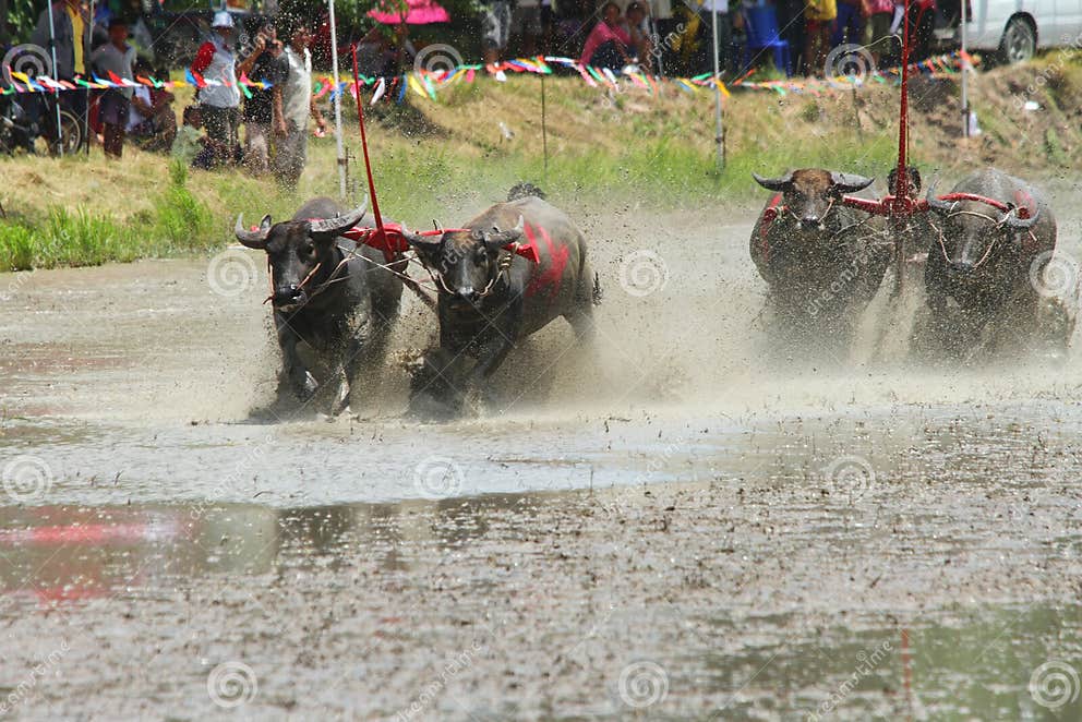 Participante En El Buf Anual Foto editorial - Imagen de turismo ...