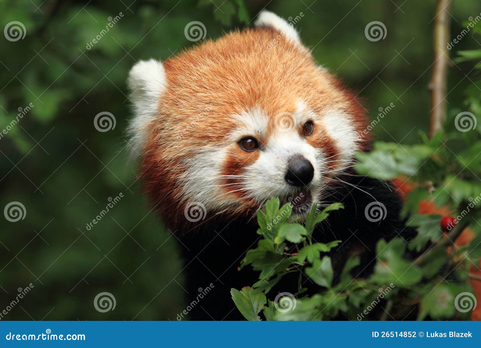 Particolare Del Panda Rosso Fotografia Stock - Immagine di filiale ...