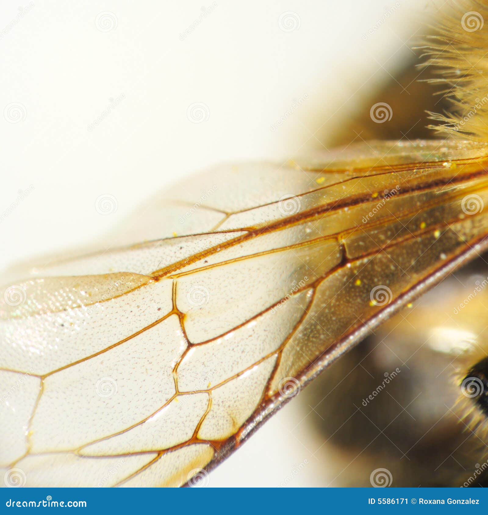 Particolare Dell'ala Dell'ape Immagine Stock - Immagine di volo, mosca ...