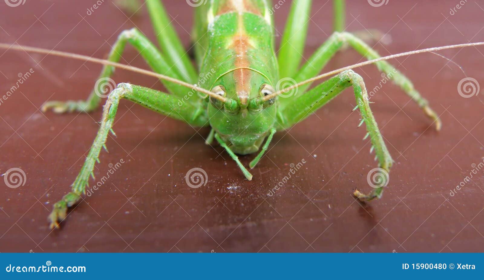 Particolare Della Cicala Verde Fotografia Stock - Immagine di piedino ...