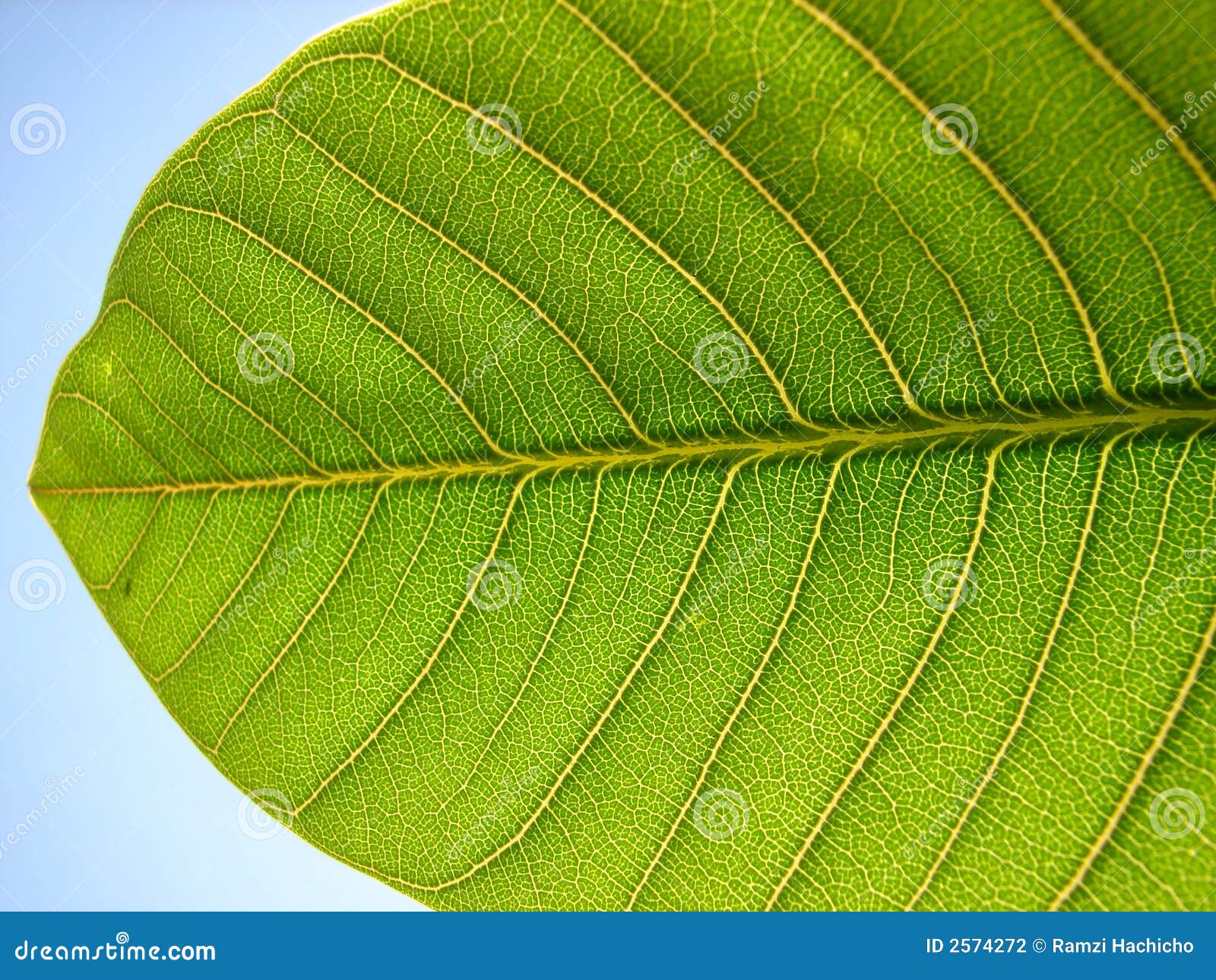 Dettaglio Della Foglia Immagine. Immagine: 2574272