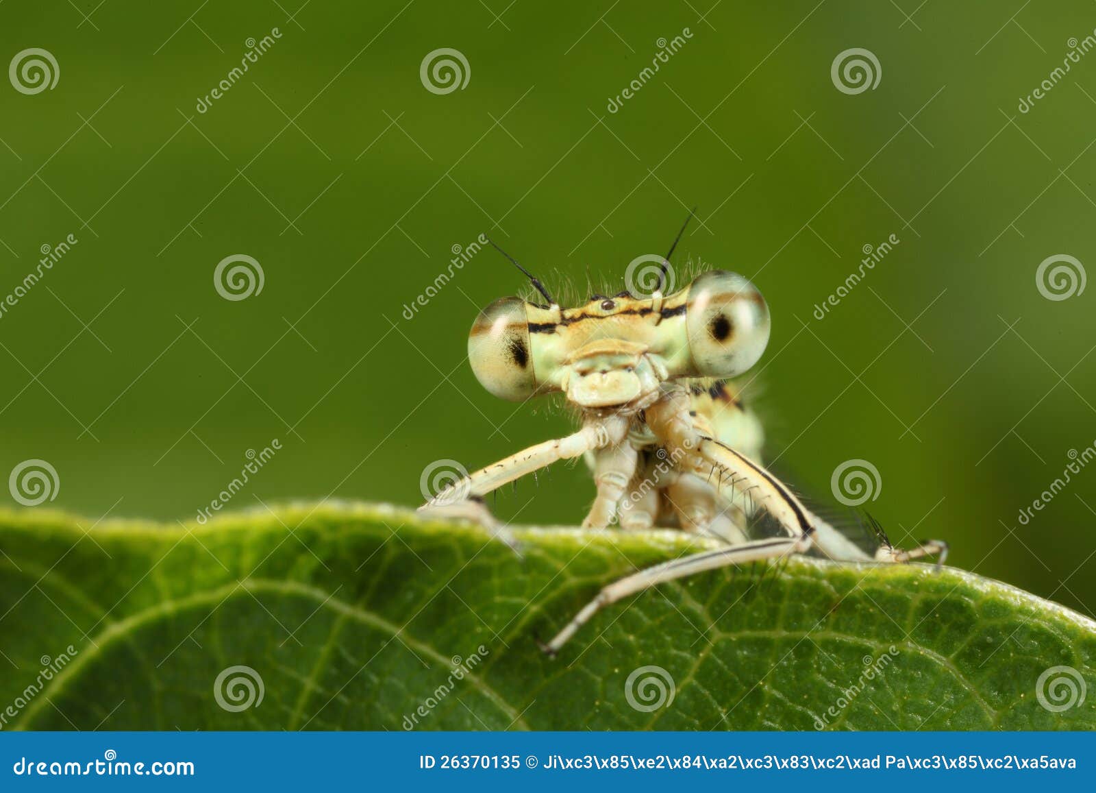 Particolare Della Libellula Gialla Immagine Stock - Immagine di macro ...