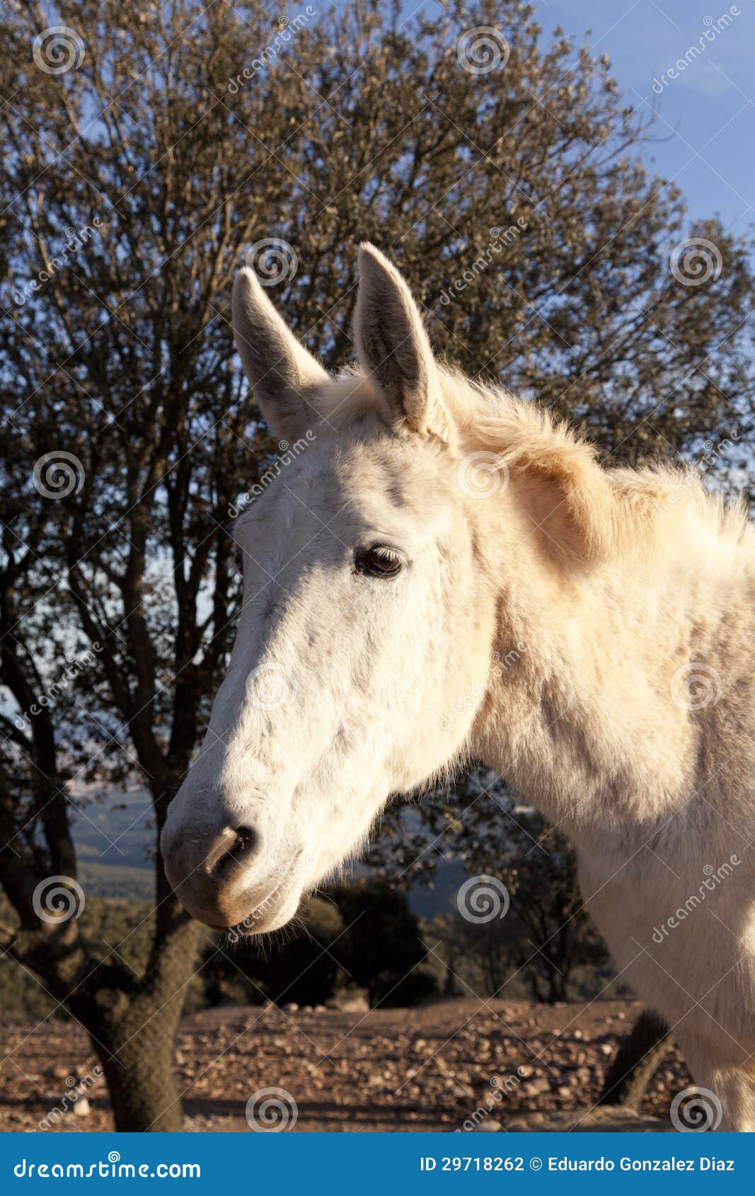 Il primo piano di un mulo fotografia stock. Immagine di natura - 29718262