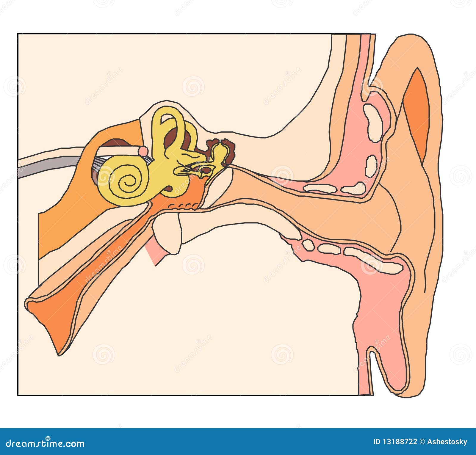 Particolari Anatomici Dell'orecchio Interno Illustrazione Vettoriale ...