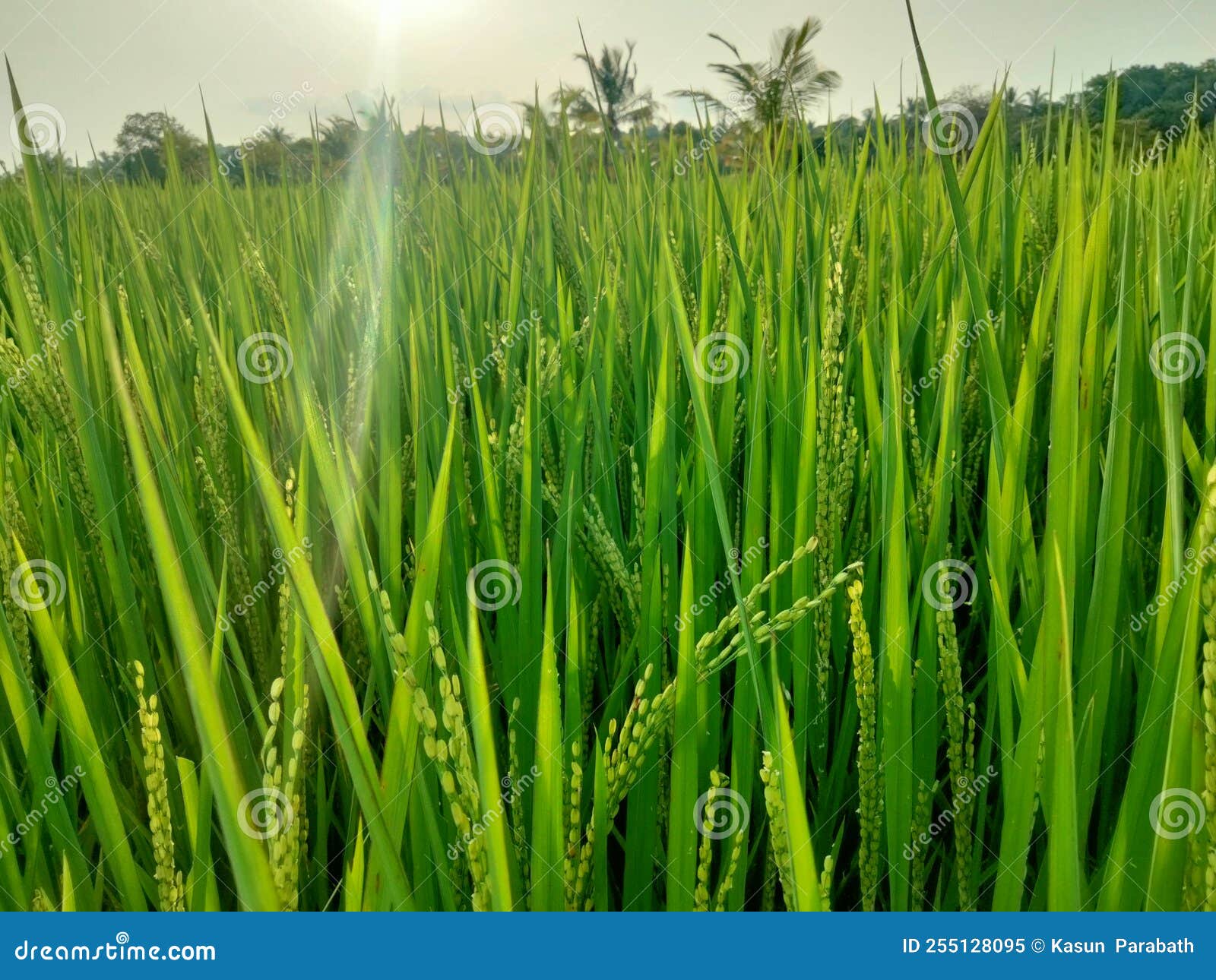 A Particular Branch of Study or Sphere of Activity or Interest. Stock ...