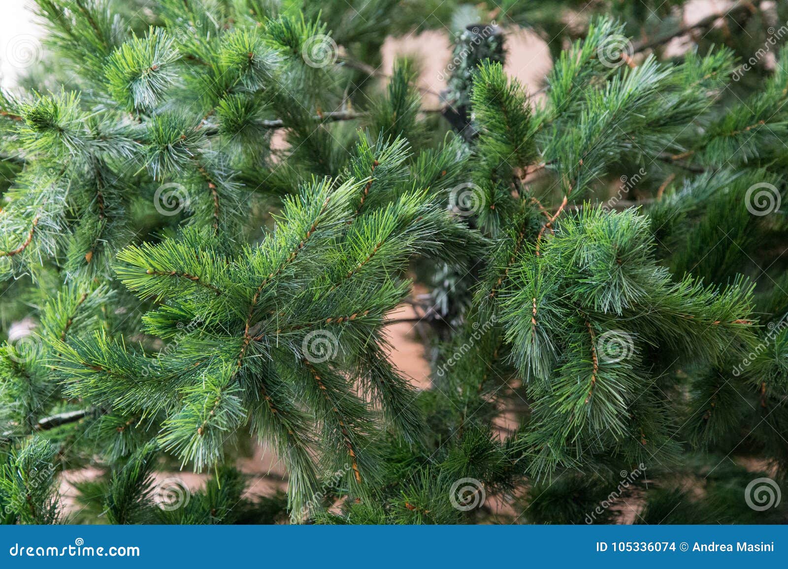 Particular Christmas Tree without Decorations Stock Photo - Image of ...