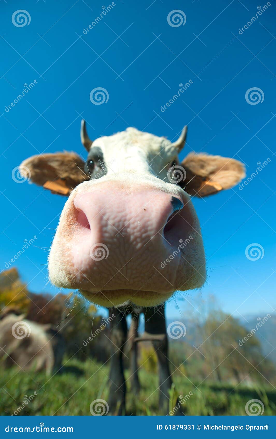 Particular of a Colored Cow Stock Image - Image of summer, amusing ...