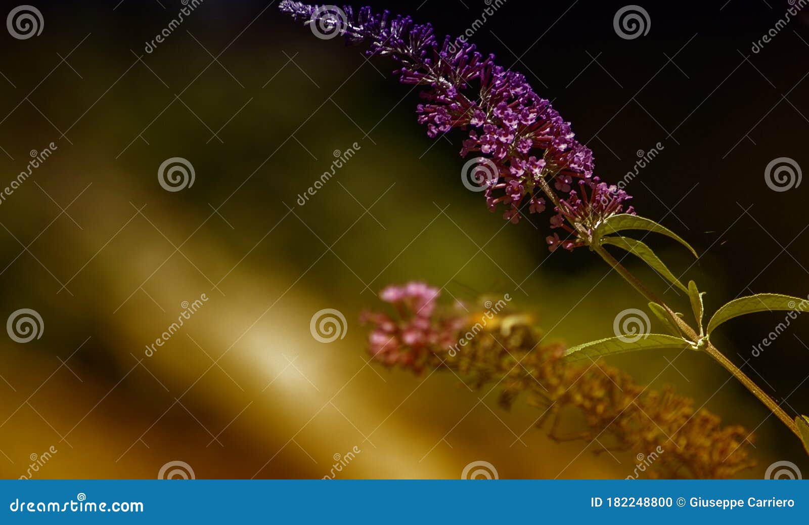 Particular, Image of a Simple Flower in Spring, Nature Often Gives Us ...