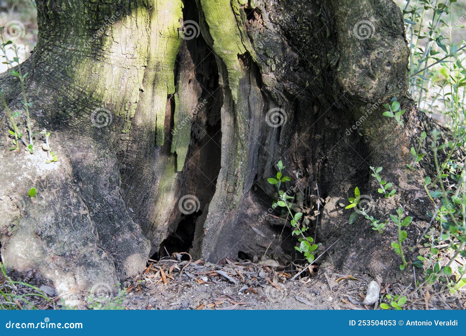 The Different Shapes of Tree Trunks. Stock Image - Image of farm ...