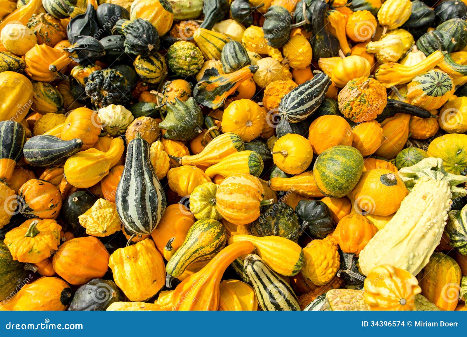 Partij Van Kleurrijke Sierpompoen Stock Foto - Image of heerlijk ...