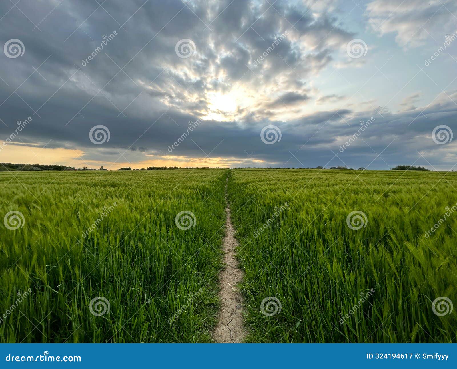 A Parting Path through Fields Stock Image - Image of hike, nature ...