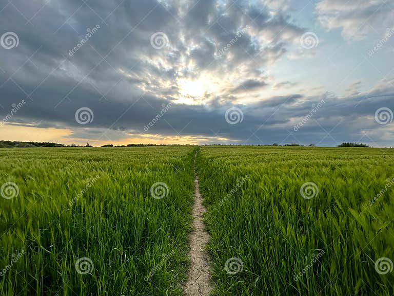 A Parting Path through Fields Stock Image - Image of hike, nature ...