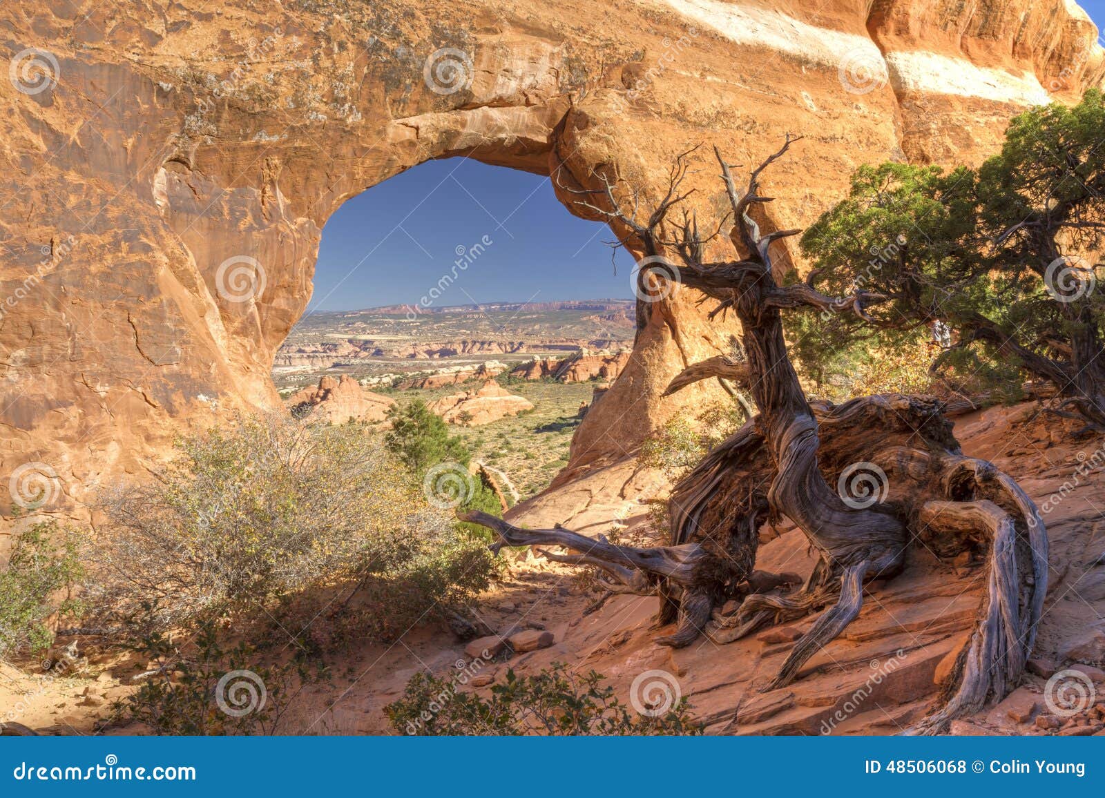 Partition Arch and Walking Juniper Tree Stock Photo - Image of ...