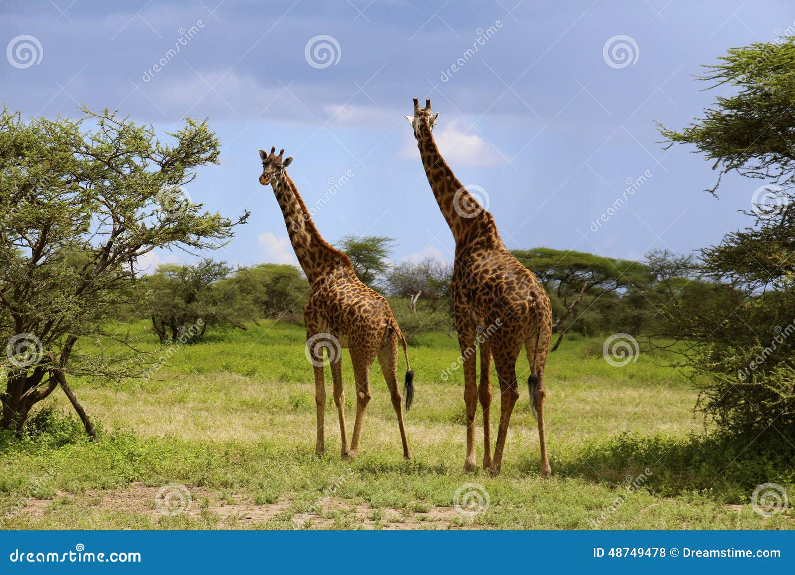 Partners stock photo. Image of mates, wildlife, nature - 48749478